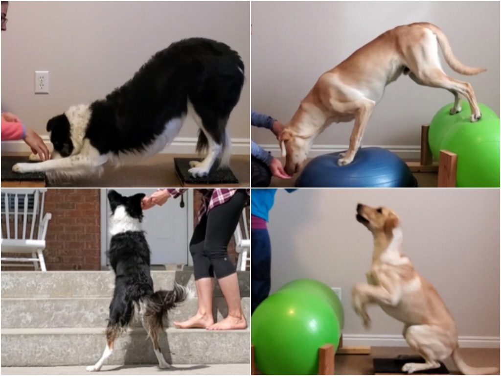 Blog » Canine Conditioning Coach
