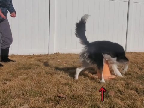 Cavaletti Extension/Collection: Advanced » Canine Conditioning Coach