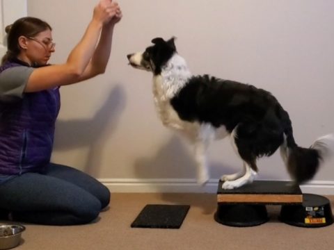 Posture Sit: Beginner » Canine Conditioning Coach