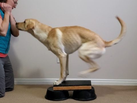 Posture Sit: Beginner » Canine Conditioning Coach