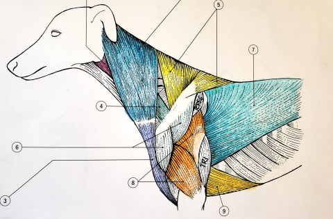 Muscle Chains in Canine Biomechanics » Canine Conditioning Coach