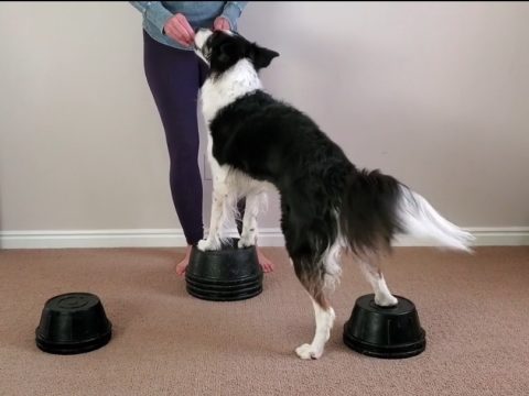 Side Stepping + Front Feet Elevated » Canine Conditioning Coach