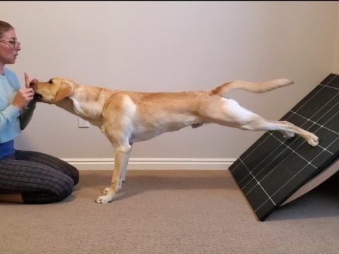 Canine Conditioning Coach » with Anna Lee Sanders