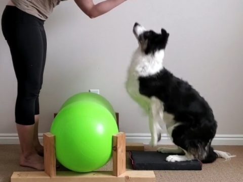 Rock Back Sit: Beginner » Canine Conditioning Coach