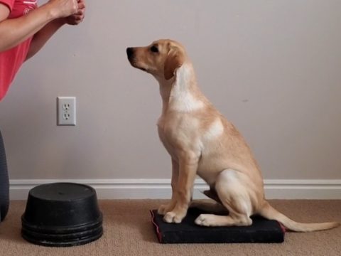 Posture Sit: Beginner » Canine Conditioning Coach