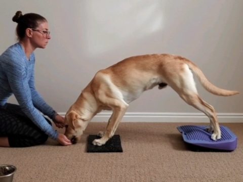 Weight Shifting: Beginner » Canine Conditioning Coach