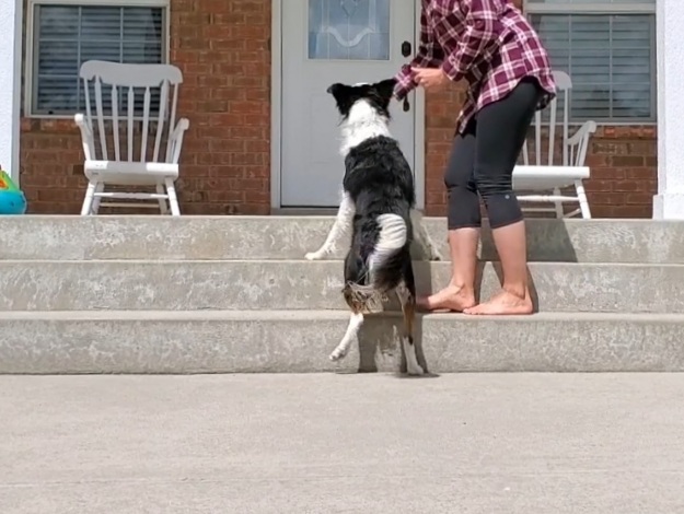 Side Stepping + Front Feet Elevated » Canine Conditioning Coach