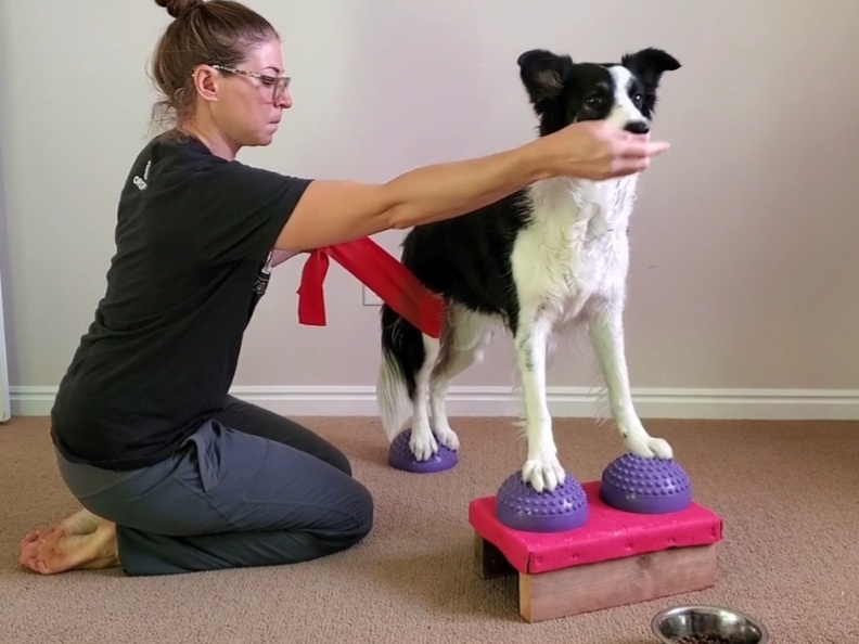 TheraBand Isometric Adduction: Advanced » Canine Conditioning Coach