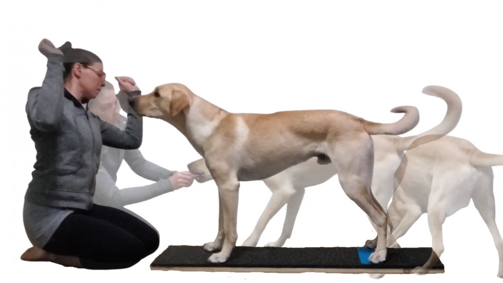 Blog » Canine Conditioning Coach