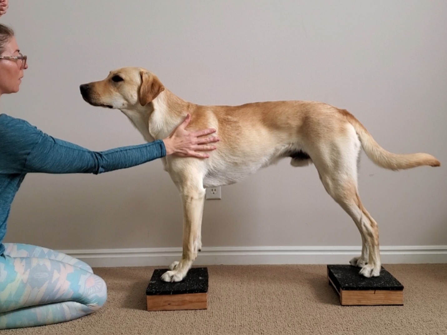 Weight Shifting: Beginner » Canine Conditioning Coach
