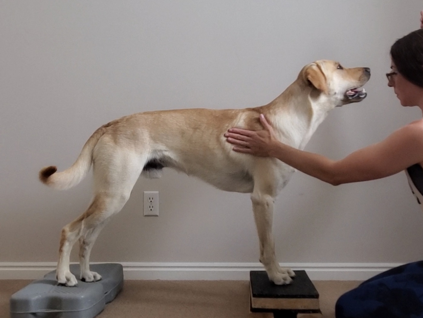Weight Shifting: Intermediate » Canine Conditioning Coach