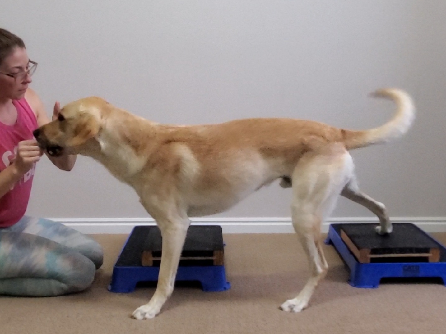 Ipsilateral Step Up: Advanced » Canine Conditioning Coach