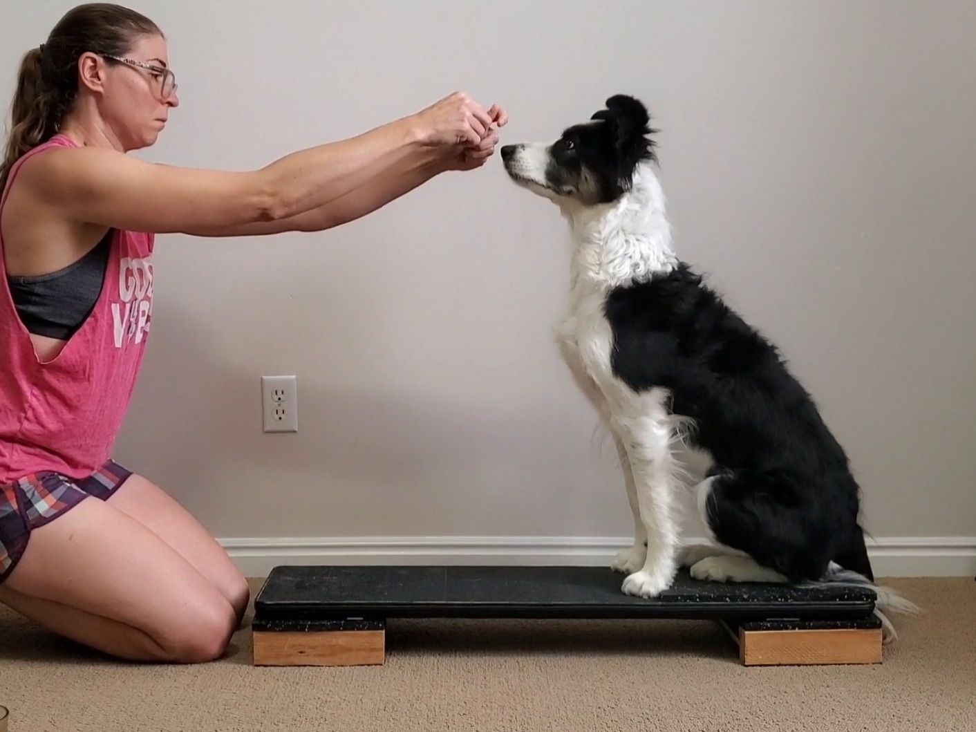 Video Library » Canine Conditioning Coach
