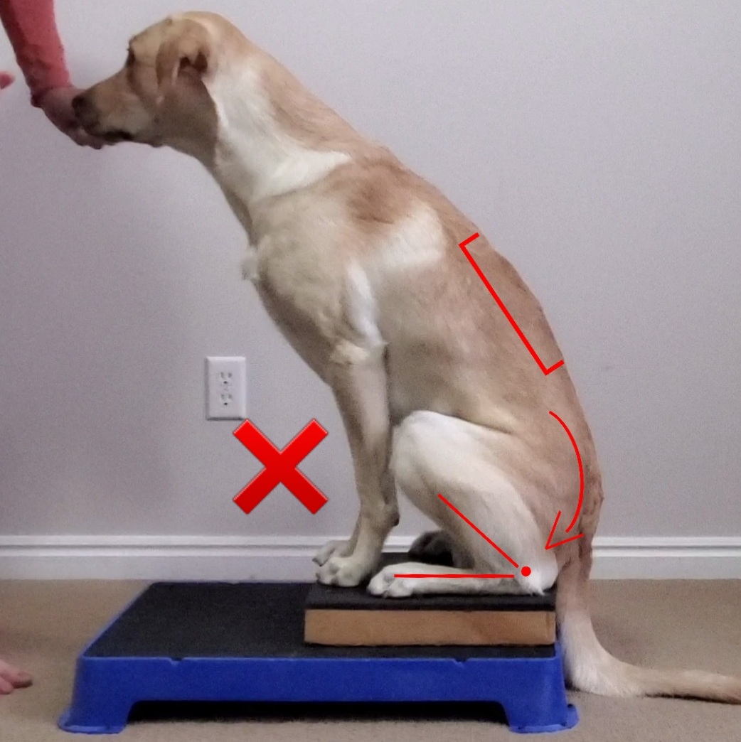 All-Access » Canine Conditioning Coach