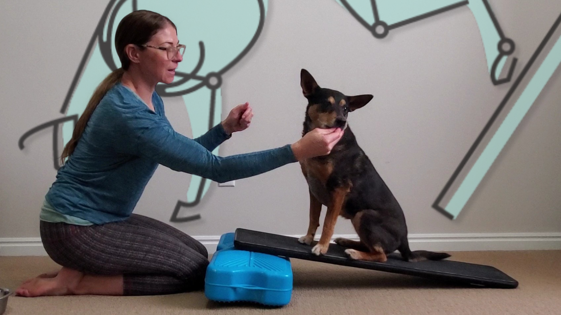 Official CCC Senior Dog Program » Canine Conditioning Coach
