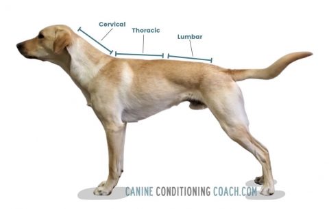 Canine Anatomy: Glossary of terms » Canine Conditioning Coach