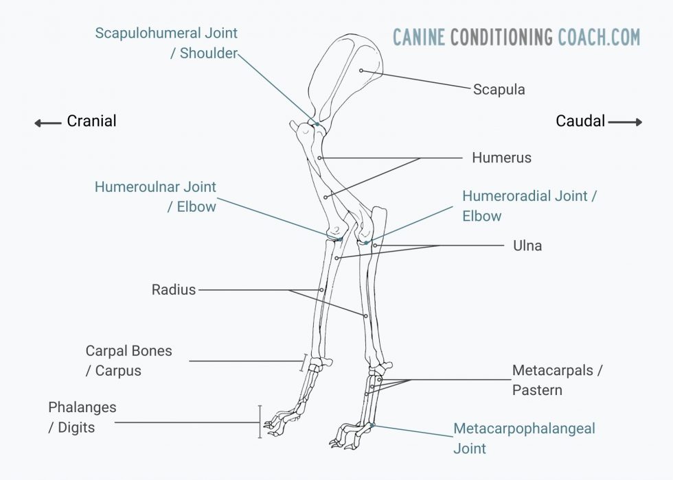 Canine Anatomy: Glossary of terms » Canine Conditioning Coach
