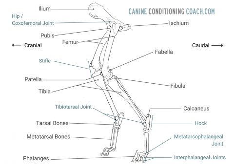 Canine Anatomy: Glossary of terms » Canine Conditioning Coach