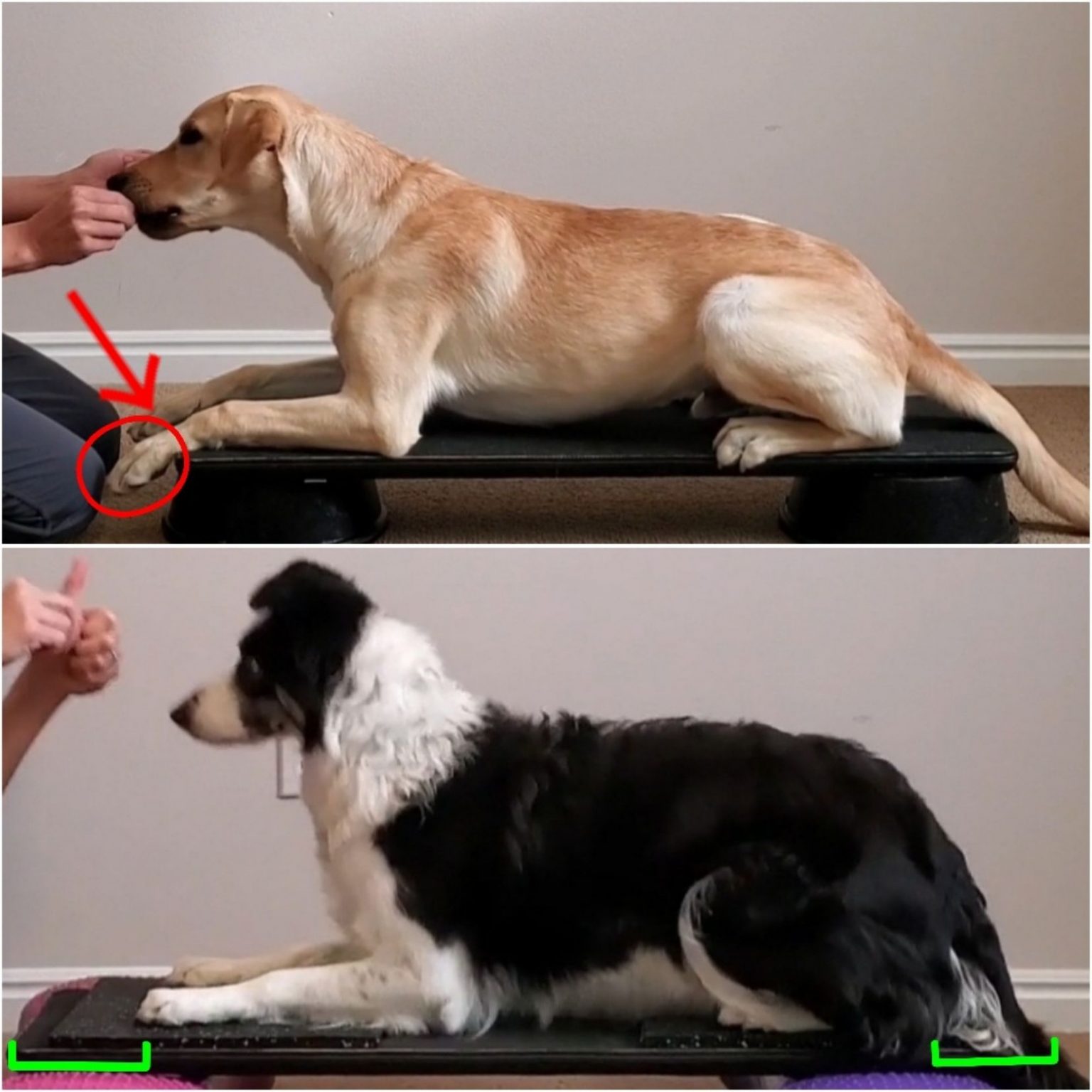 Measuring for Platforms in Canine Fitness » Canine Conditioning Coach