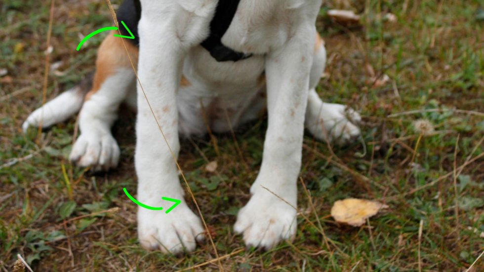 Canine Anatomy: Glossary of terms » Canine Conditioning Coach