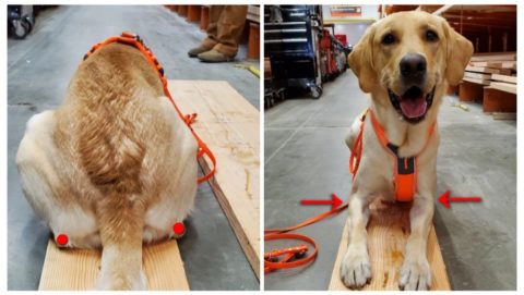 Platforms in Canine Fitness: Part 3 - Building » Canine Conditioning Coach