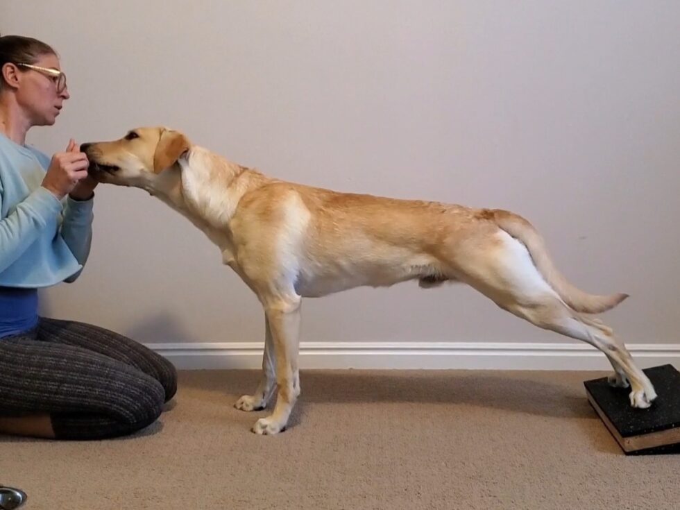 Posture Sit » Canine Conditioning Coach