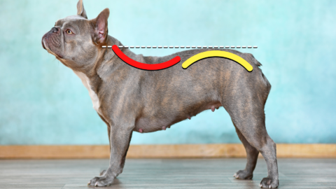 High in the rear? Conditioning can help! » Canine Conditioning Coach