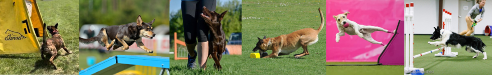 The SAID Principle: Optimizing Canine Fitness » Canine Conditioning Coach