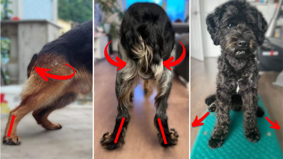 Posture Sit: Beginner » Canine Conditioning Coach