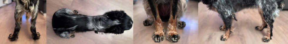 Correcting Cow Hock Alignment: Exercises to Improve Posture and Muscle ...