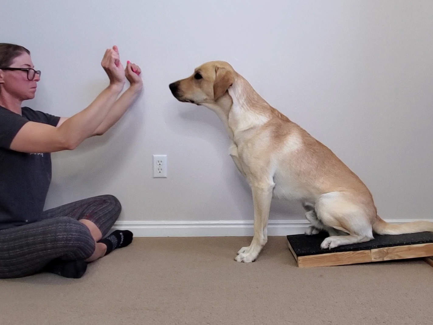 Rock Back Sit - Modification: Beginner » Canine Conditioning Coach