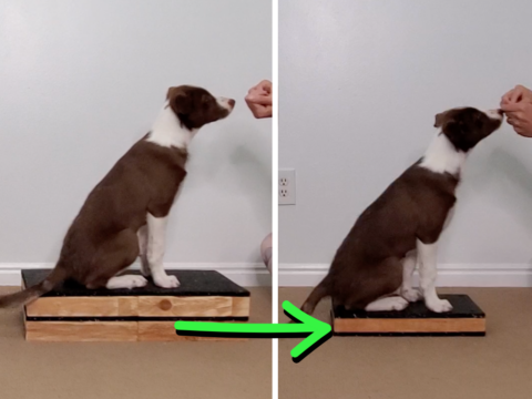 Posture Down: Beginner » Canine Conditioning Coach