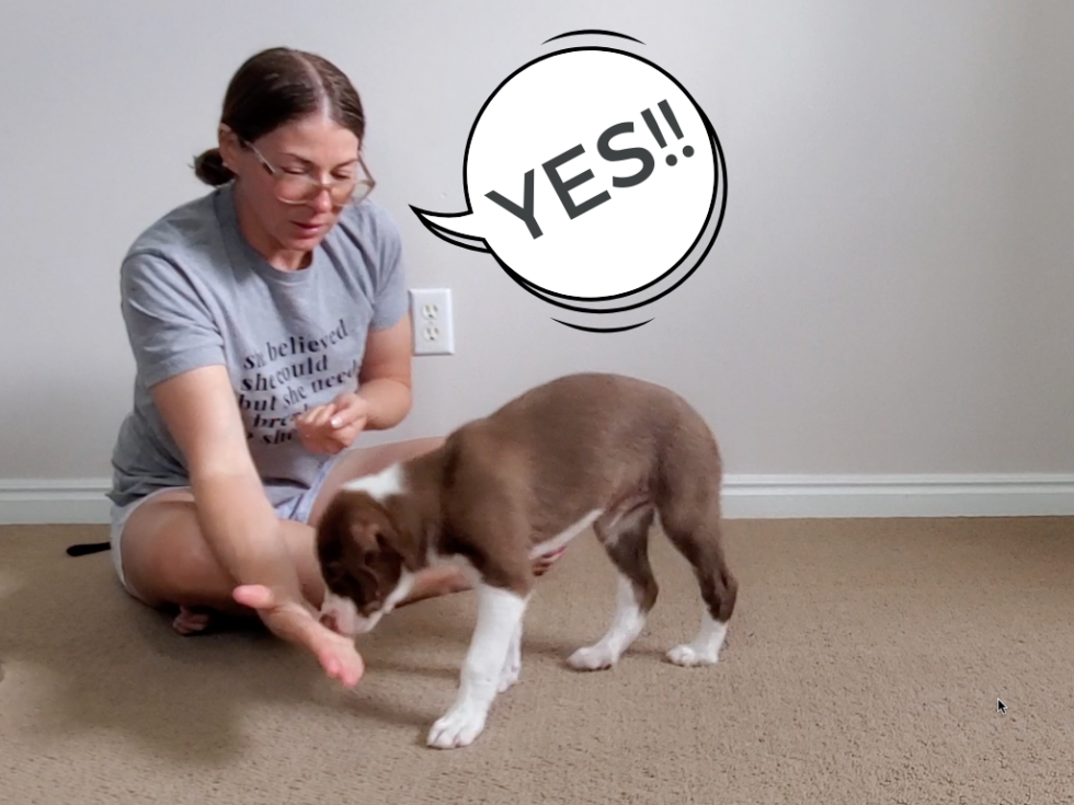 Teaching a Marker Word (Part 2): Pre Foundation » Canine Conditioning Coach