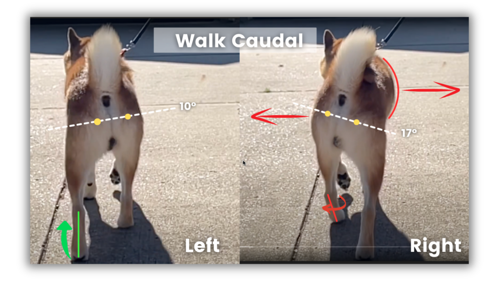Gait Analysis Consult: Details » Canine Conditioning Coach