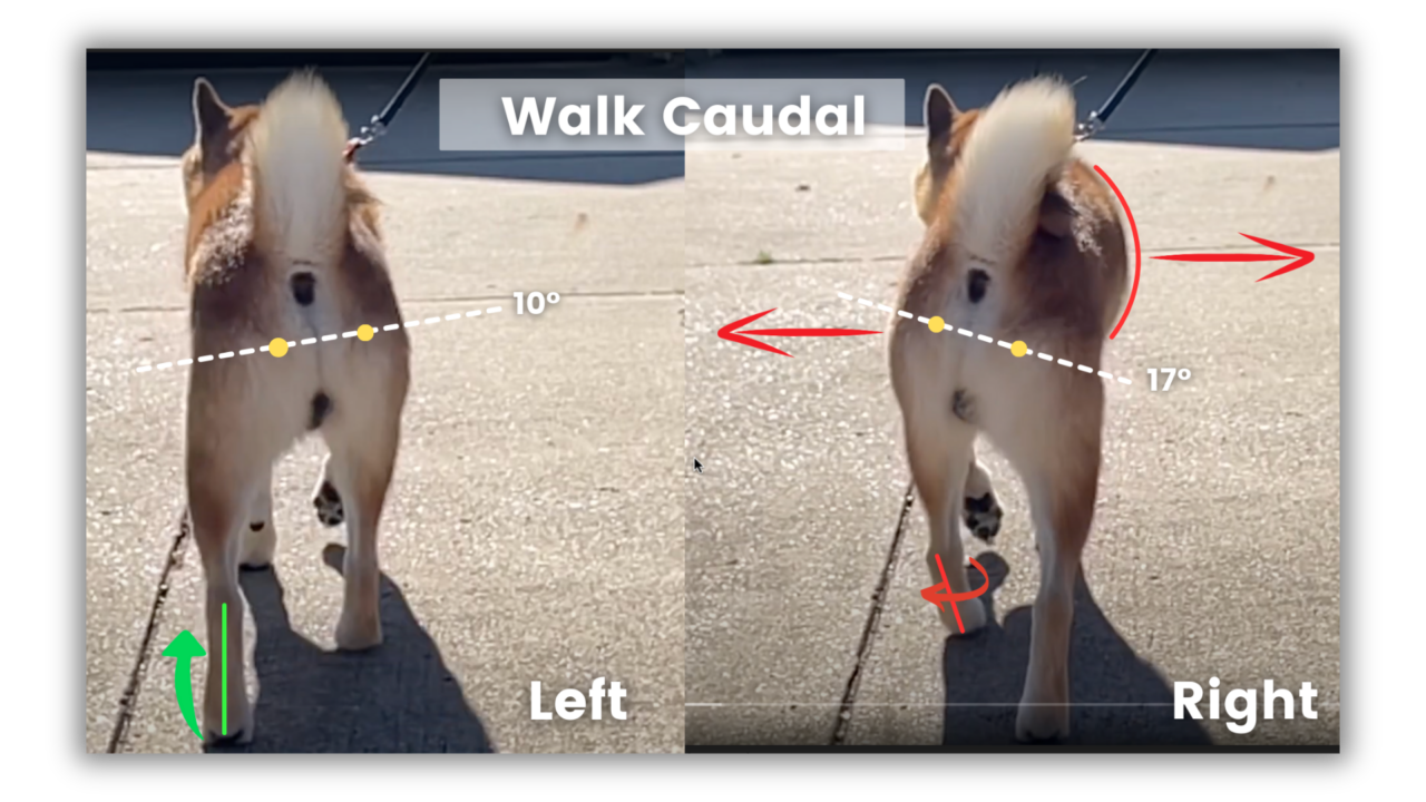 Gait Analysis Consult: Details » Canine Conditioning Coach