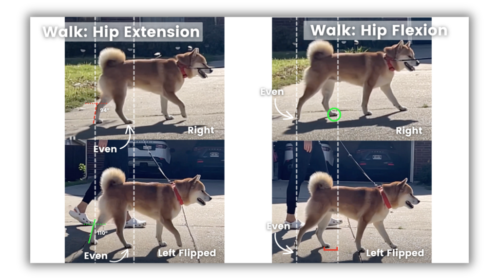 Gait Analysis Consult: Details » Canine Conditioning Coach