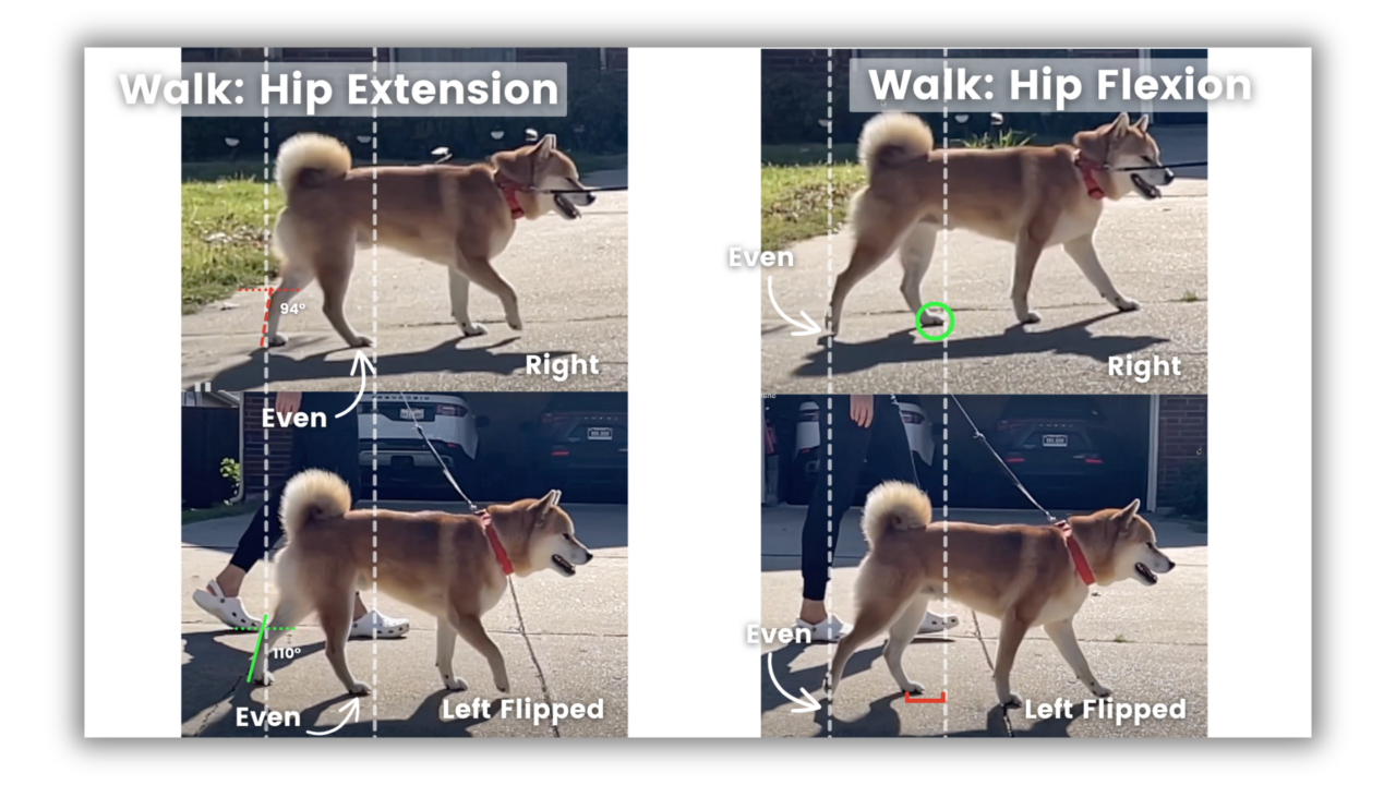 Gait Analysis Consult: Details » Canine Conditioning Coach