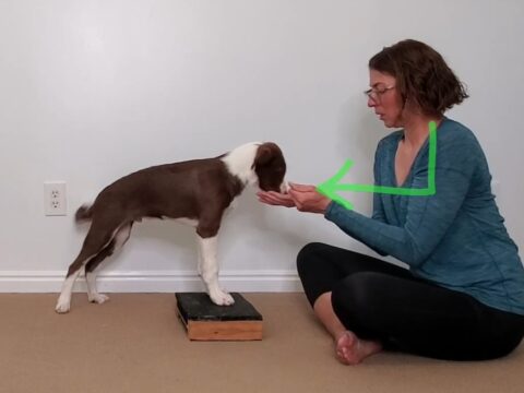 Rear Foot Target - Walking Backward: Foundation » Canine Conditioning Coach