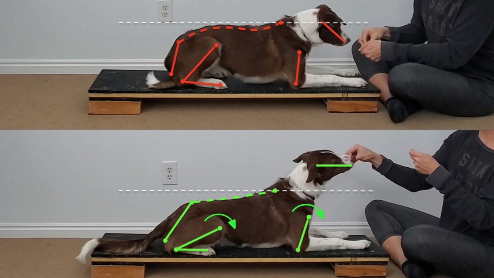 Posture Down: Beginner » Canine Conditioning Coach