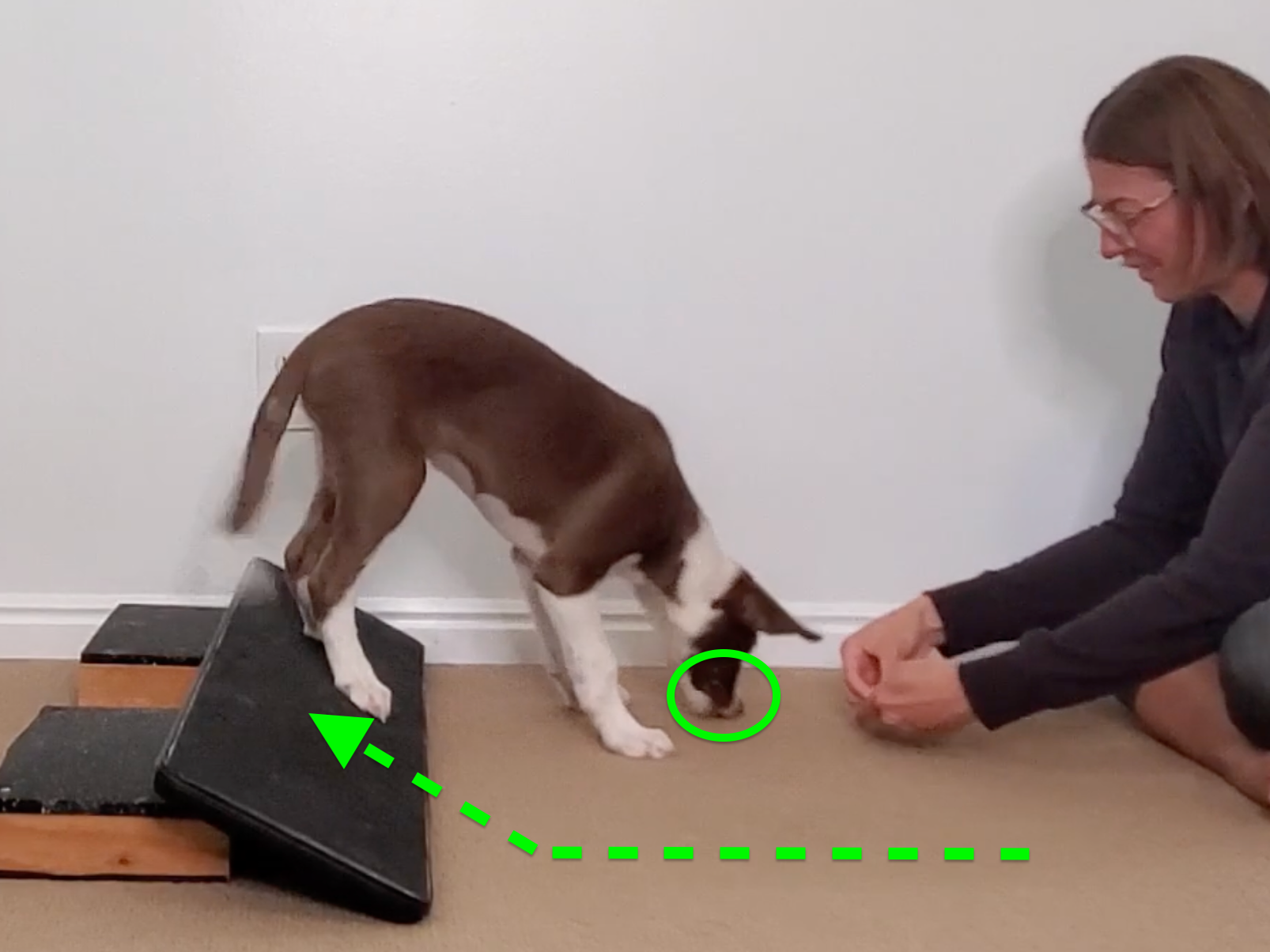 Rear Foot Target - Walking Backward: Foundation » Canine Conditioning Coach
