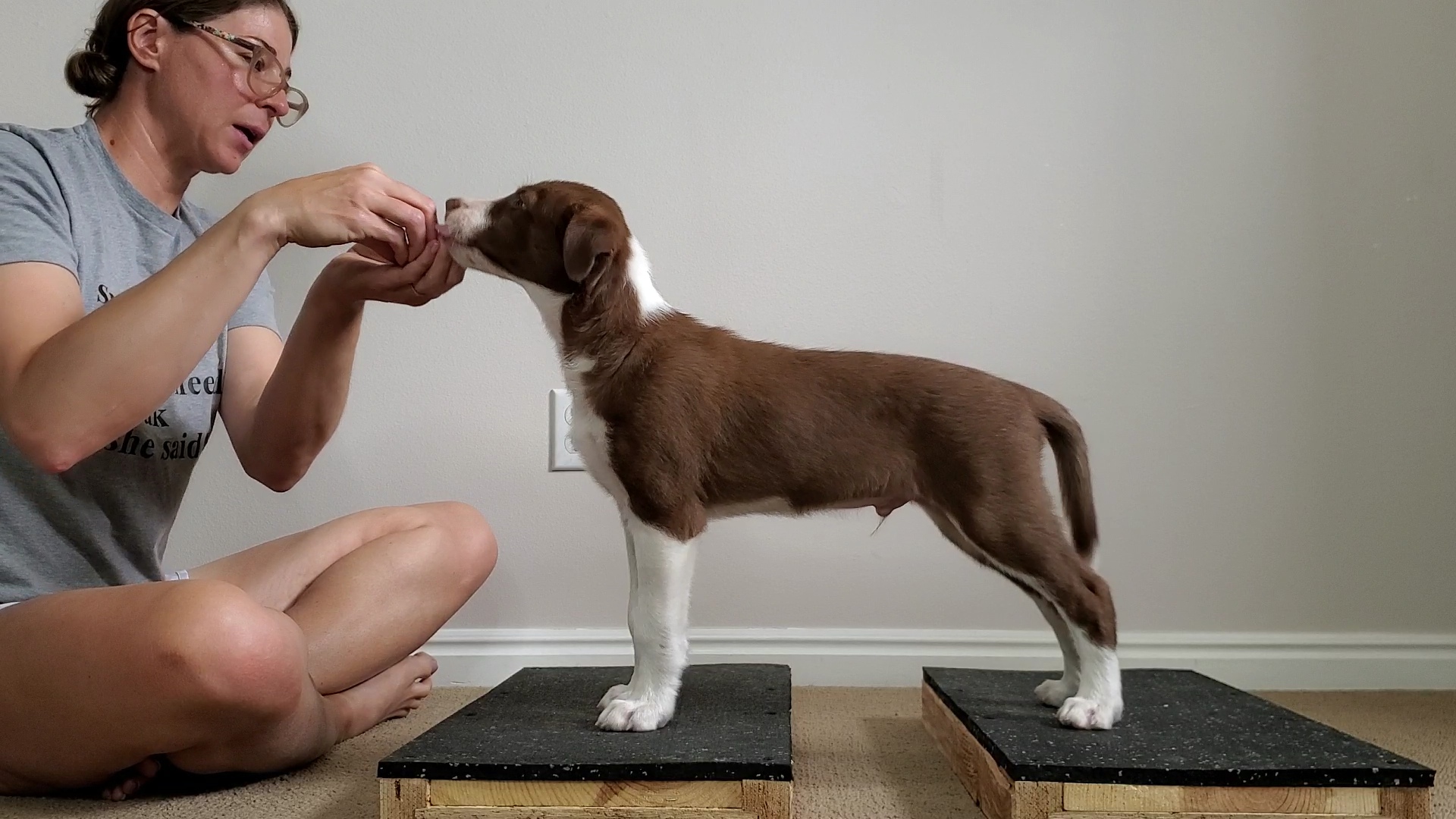 Official CCC Puppy Program » Canine Conditioning Coach