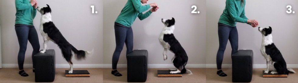 Tuck Sit vs Rock Back Sit: Which Is Best for your Dog’s Strength ...