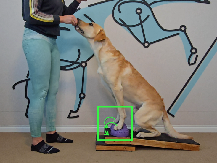 Quarter Sit - Front Focus: Intermediate » Canine Conditioning Coach